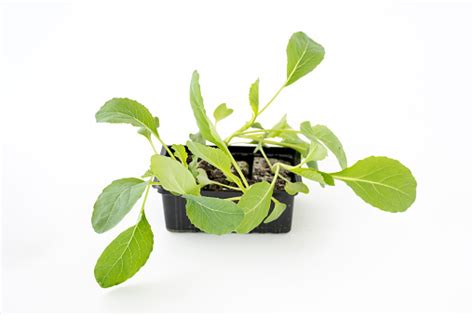 흰색 배경에 고립 된 상점에서 판매를 위한 검은 토양 절단에 녹색 휴가와 젊은 보라색 양배추 공장 원 예 개념에 대 한 아이디어 공장 건강한 생활방식에 대한 스톡 사진 및