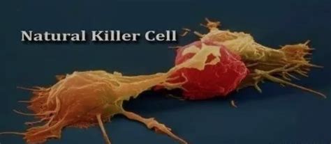 免疫细胞科普：cik细胞和nk细胞有什么区别？细胞中国