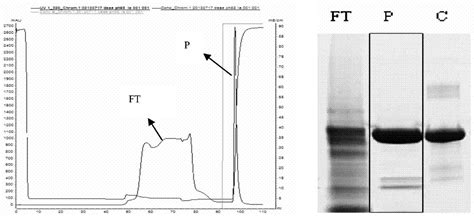 Purification Method For Lactoferrin And Lactoperoxidase Eureka Patsnap