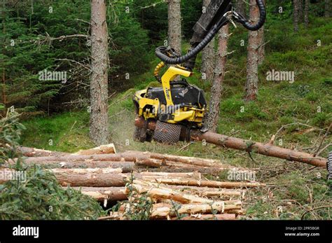 Timber Harvesting Machine Felling And Processing Scots Pine Pinus