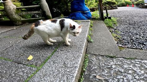人懐っこい三毛猫の野良猫と神社を散歩してきました Youtube
