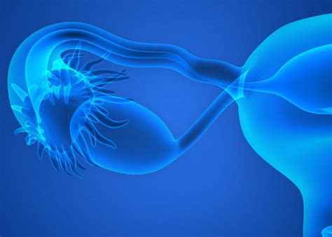 Bioengineered Ovaries Found To Be More Effective Than Hrt