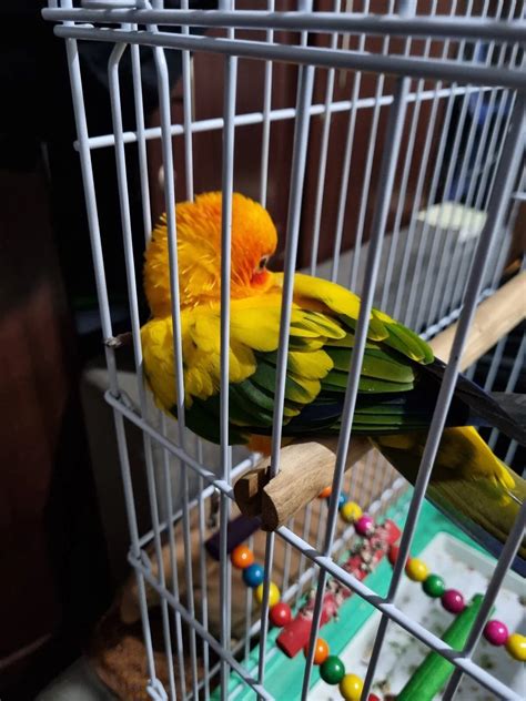 Sun Conure Body Language Parrot Forum 🦜 Parrot Owners Community