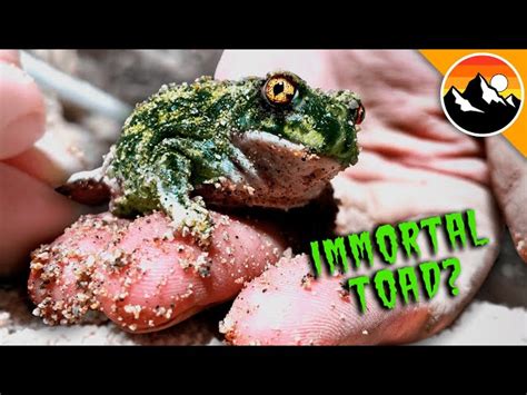 The Sonoran Deserts Zombie Toad A Fascinating Adaptation Schooltube