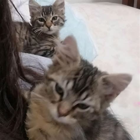 Cat For Adoption Timmie And Tommie Females A Domestic Medium Hair In