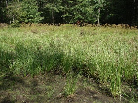 Northeastern Bulrush Scirpus Ancistrochaetus Rediscovered In New York New York Flora