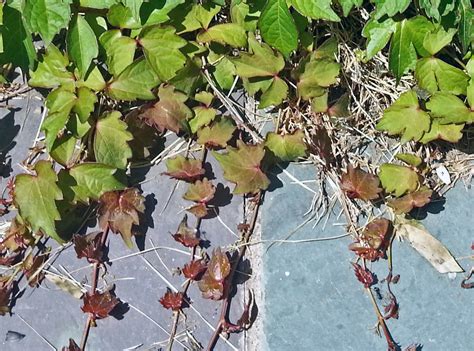 Boston Ivy Vs Poison Ivy Umass Center For Agriculture Food And The