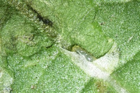 Leaf Miner Westag Trading