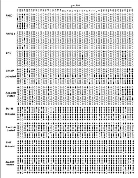 Bisulfite Sequencing Analysis Of 49 Cpg Sites In The Promoter Region