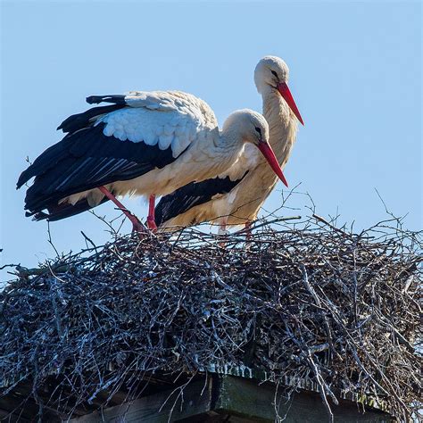 Tematräff Storkprojektet flyttat till 10 nov