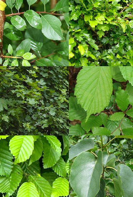 Buy Native Mixed Hedging Hedging Plants Direct