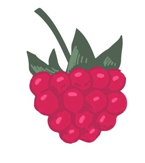 200 Wild Raspberry White Background Stock Illustrations Royalty Free