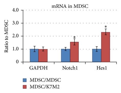 Coculture Of K7m2 Cells And Mdscs From Normal Muscle Resulted In
