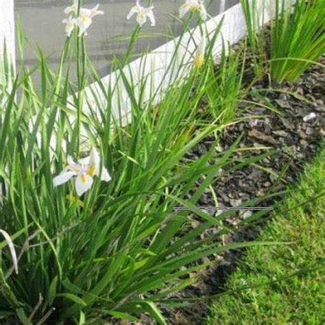 Iris Branca 4 Mudas Especor Place