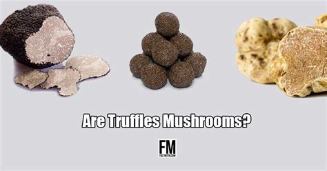 Truffles Are Mushrooms Fact Or Myth