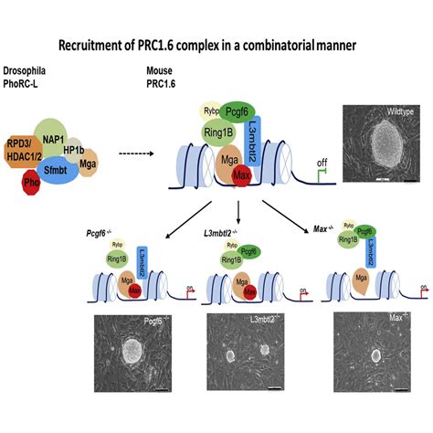Combinatorial Control Of Recruitment Of A Variant Prc16 Complex In