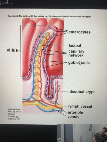 Digestive And Absorptive Processes In The Intestine Flashcards Quizlet