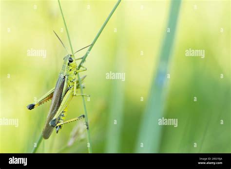 Stethophyma Grossum Large Marsh Grasshopper Sumpfschrecke Romania