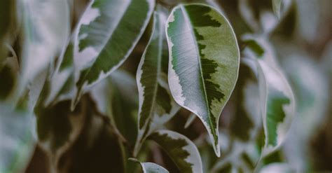 Foto De Stock Gratuita Sobre Concentrarse Crecimiento Efecto Desenfocado