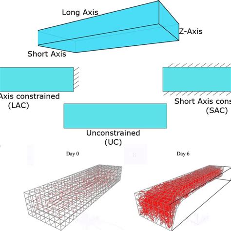 a boundary constraints utilized during the modeling of angiogenic