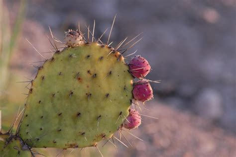 Investigadores desarrollan bioplásticos a partir de residuos agroindustriales Agro Orgánico