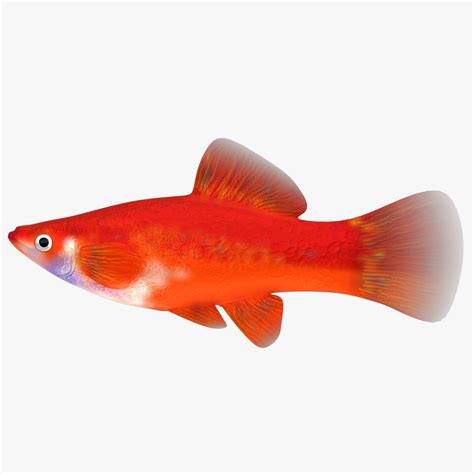 Swordtail 3d Models Download Free3d