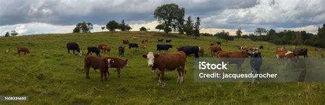 Cow Herd In Green Field Panoramic Landscape Brown And Black Dairy Farm