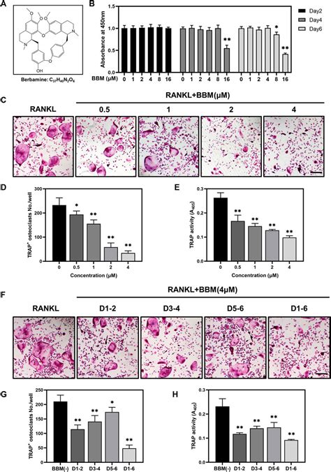 Berbamine Inhibits Rankl And M Csf Mediated Osteoclastogenesis And