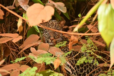 Cib Signs Two Agreements To Combat Poaching In The Republic Of Congo
