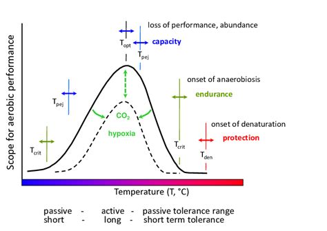 A Model Indicating The Hierarchies Of Functional Limitation Beyond