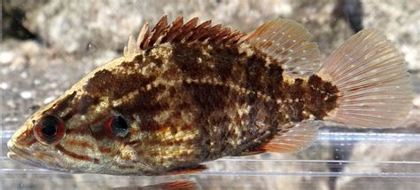 日本淡水魚 オヤニラミ
