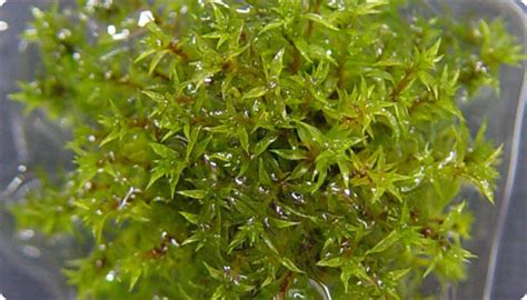 为什么苔藓不怕冷？ 每日生物评论