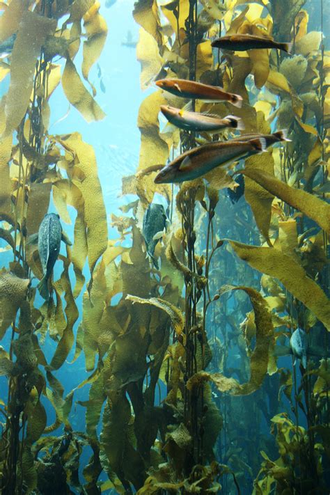 Kelp Forest At Monterey Bay Aquarium Ocean Sleeve Ocean Tattoos Kelp