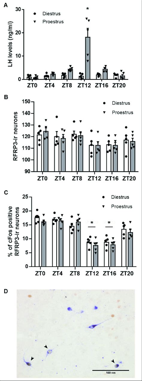 Rfrp 3 Immunoreactivity And Neuronal Activity In The Dorsomedial