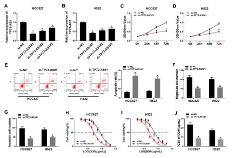 Long Non‑coding Rna Tp73‑as1 Accelerates The Progression And Cisplatin