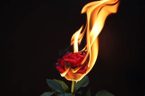 Burning Rose Wallpapers Wallpaper Cave