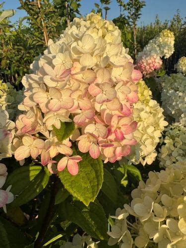 Little Lime® Hydrangea Supertrees Nursery