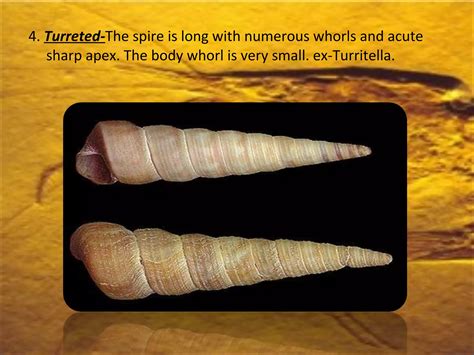 Morphology And Evolution Trend Of Gastropod Ppt