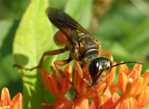 Great Golden Digger Wasp Whats That Bug