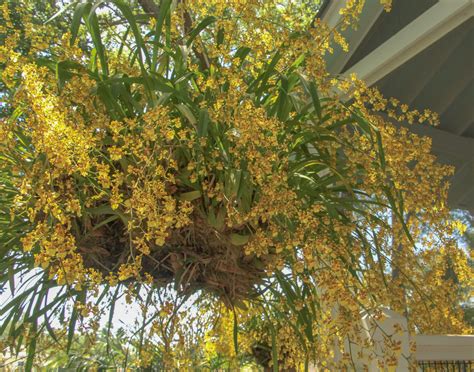 May In Bloom Suwannee Rose