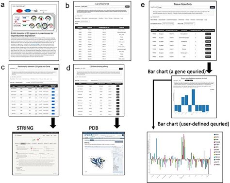 Eliah The Atlas Of E3 Ligases In Human Tissues For Targeted Protein