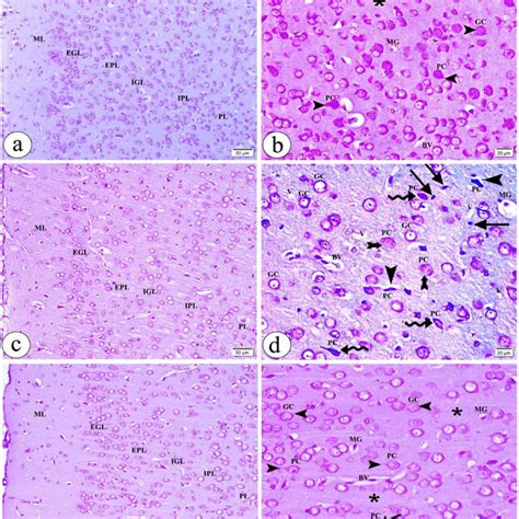 The Photomicrographs Of The Sections In The Medial Prefrontal Cortex Of