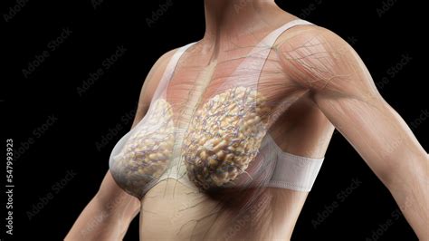 D Rendered Medical Illustration Of Female Anatomy Muscles Of Chest With Clothing Stock