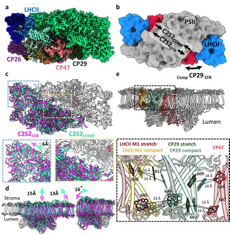 Two Conformations Of The Eukaryotic Psii A Overall View Of The Psii Download Scientific