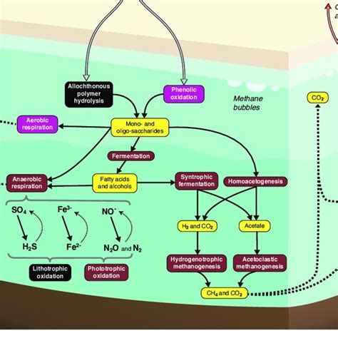Phototroph Heterotroph Lithotroph Autotroph Download Scientific Diagram