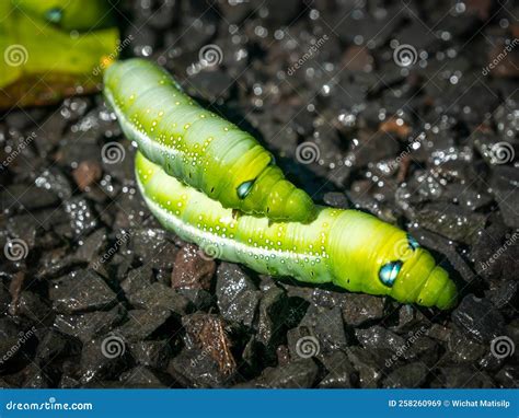 Caterpillar Crawling On The Back Of Another Stock Image Image Of Floor Caterpillar 258260969