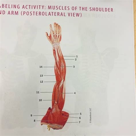 Muscles Of The Shoulder And Arm Flashcards Quizlet
