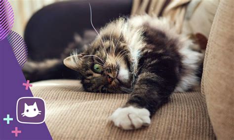 🐱Таблетки или стерилизация - что лучше для кошки – Telegraph