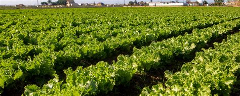 Nuestra Empresa Ecoferti Biofertilizantes Bioestimulantes Y