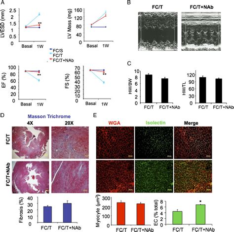 Effect Of Tgf β Nab On Cardiac Structure And Function A And B